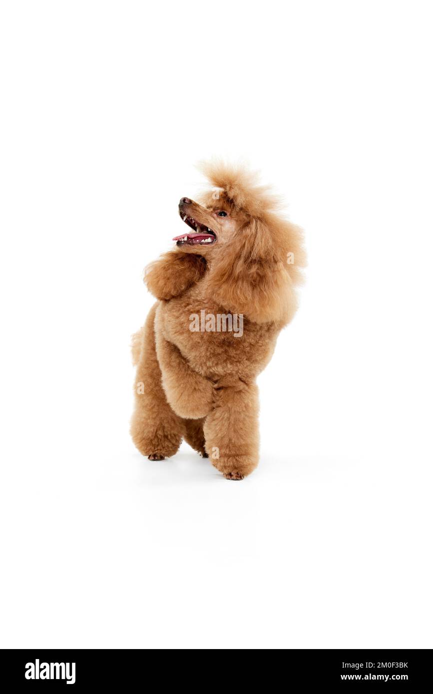 Portrait of cute purebred poodle posing, walking isolated over white ...