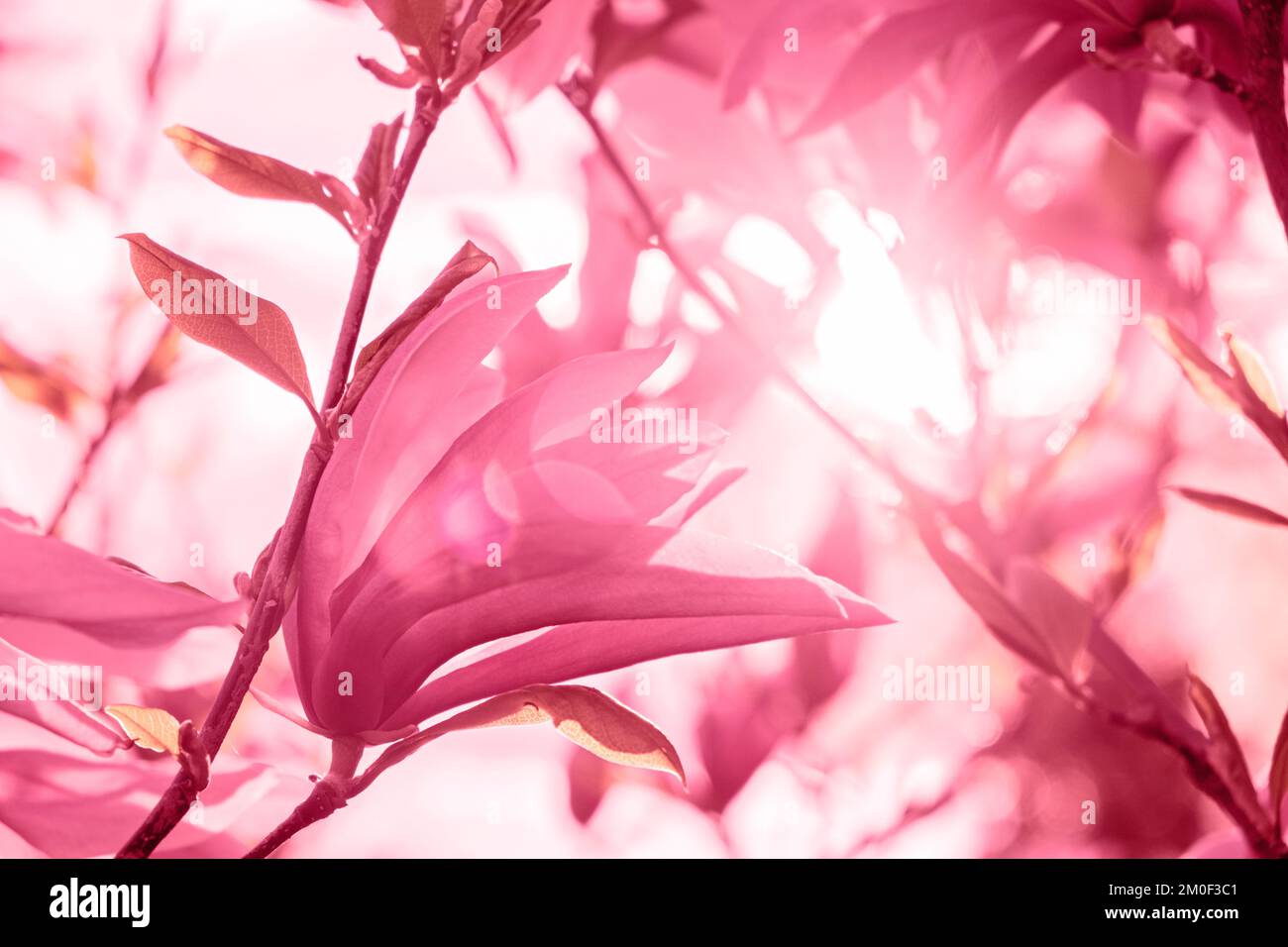 Magnolia flowers in the background of the sun. The photo is tinted with ...