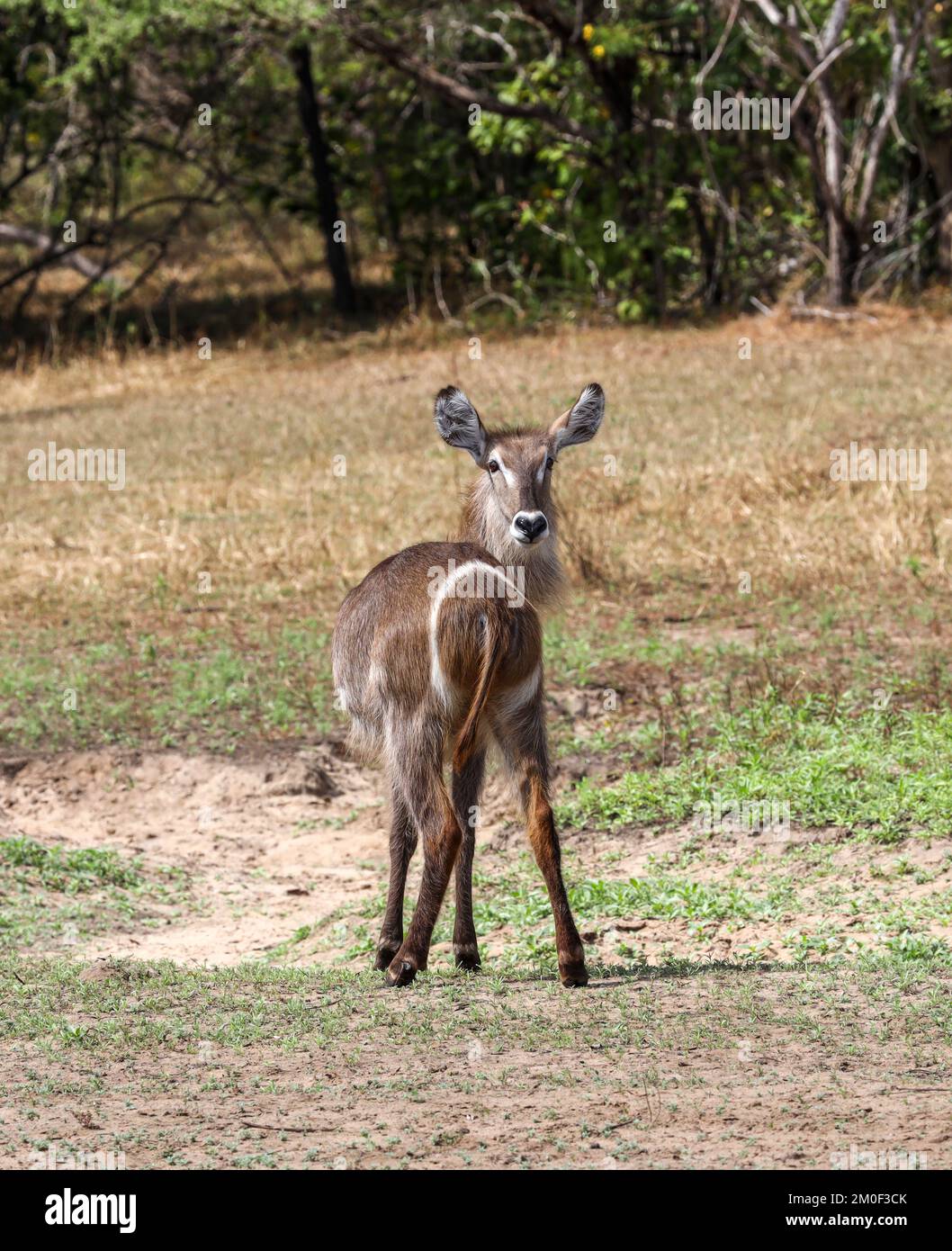 A young Common Waterbuck shows us the white ring on the posterior that ...