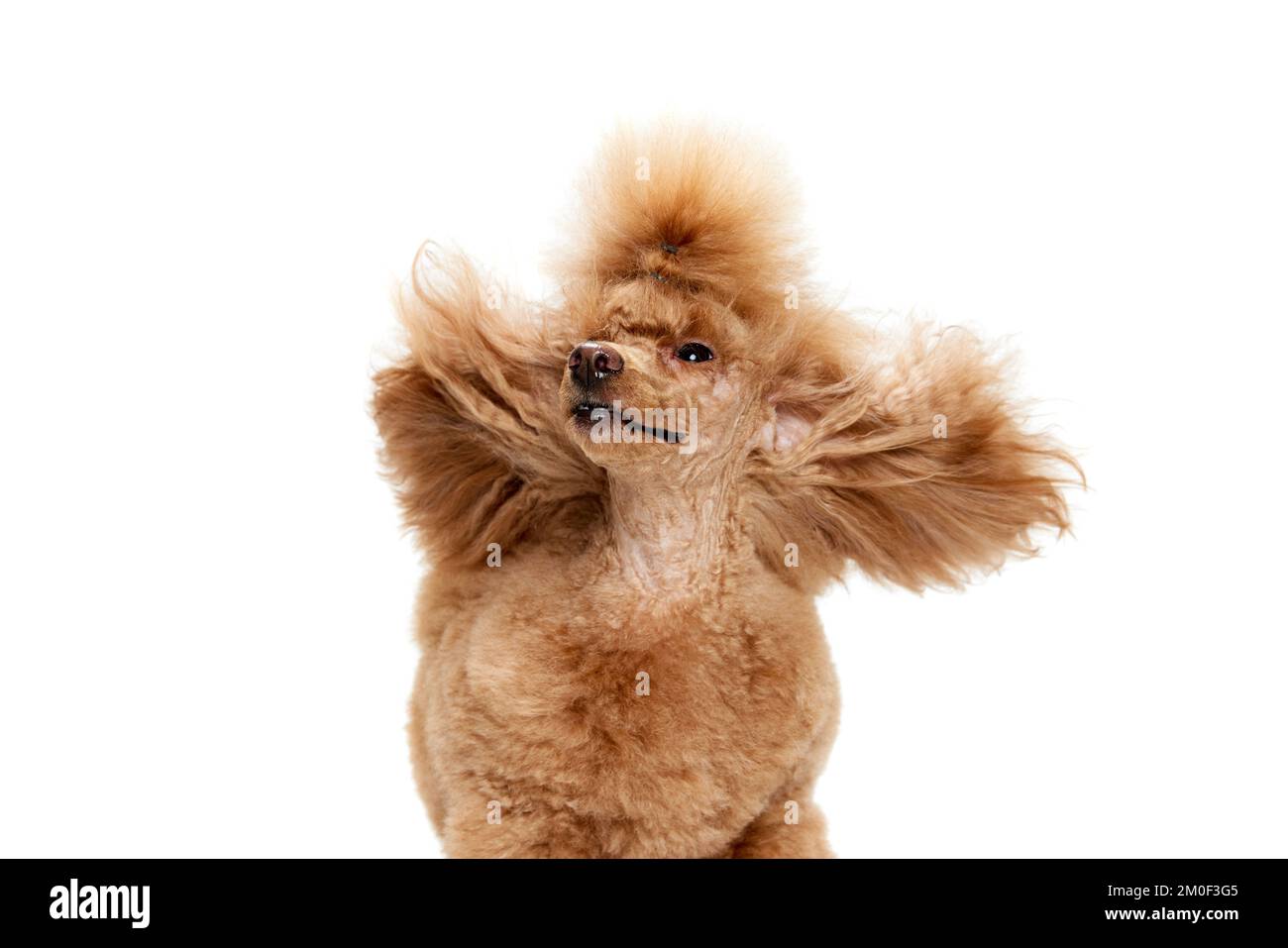 Portrait of cute purebred poodle posing, shaking head isolated over ...