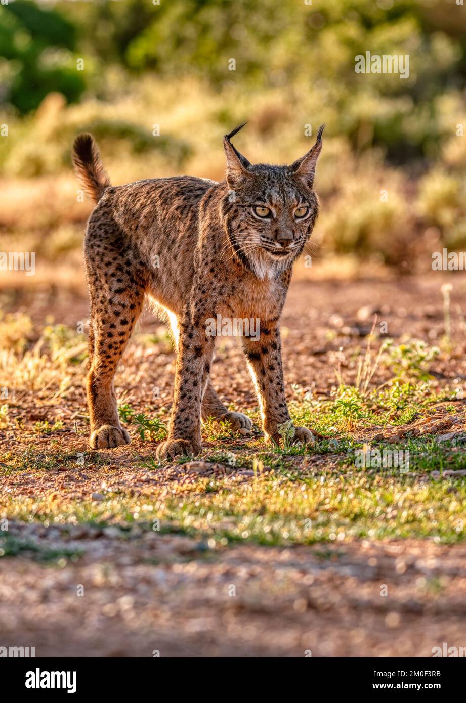 Iberian lynx, Lynx pardinus, wild cat endemic to Iberian Peninsula in ...