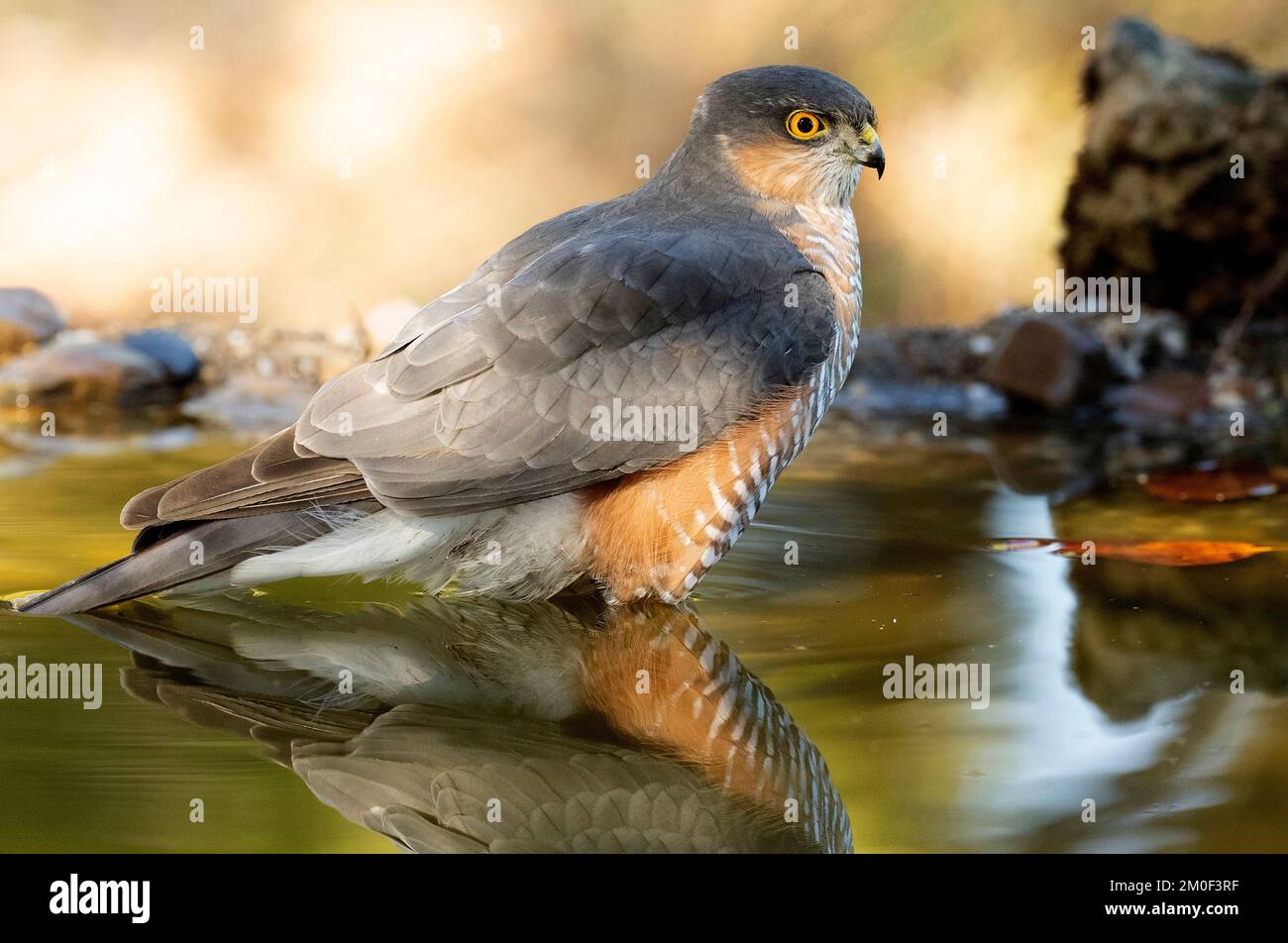 Adult male of Eurasian sparrow hawk at a natural water point within a ...