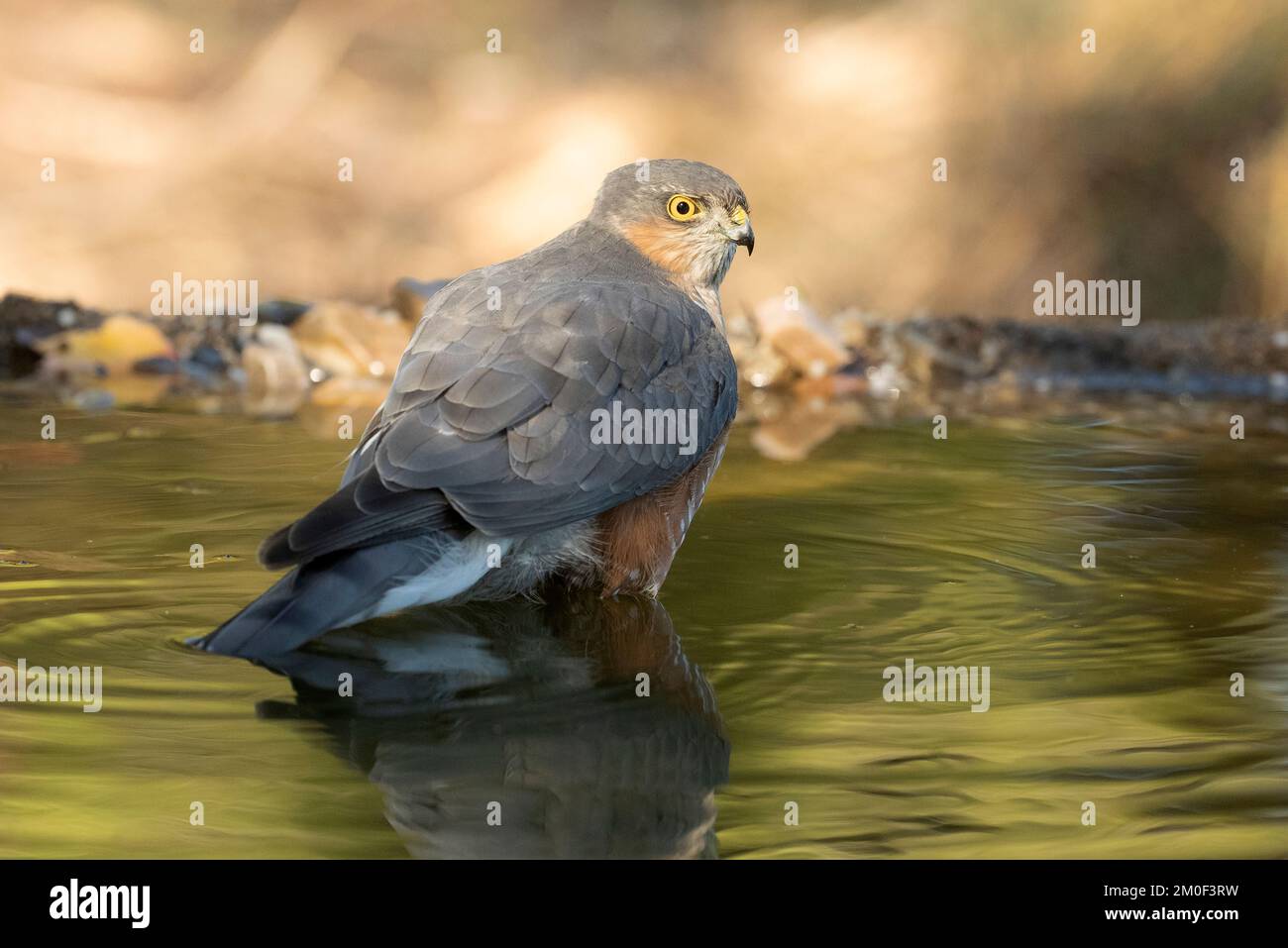Adult male of Eurasian sparrow hawk at a natural water point within a ...
