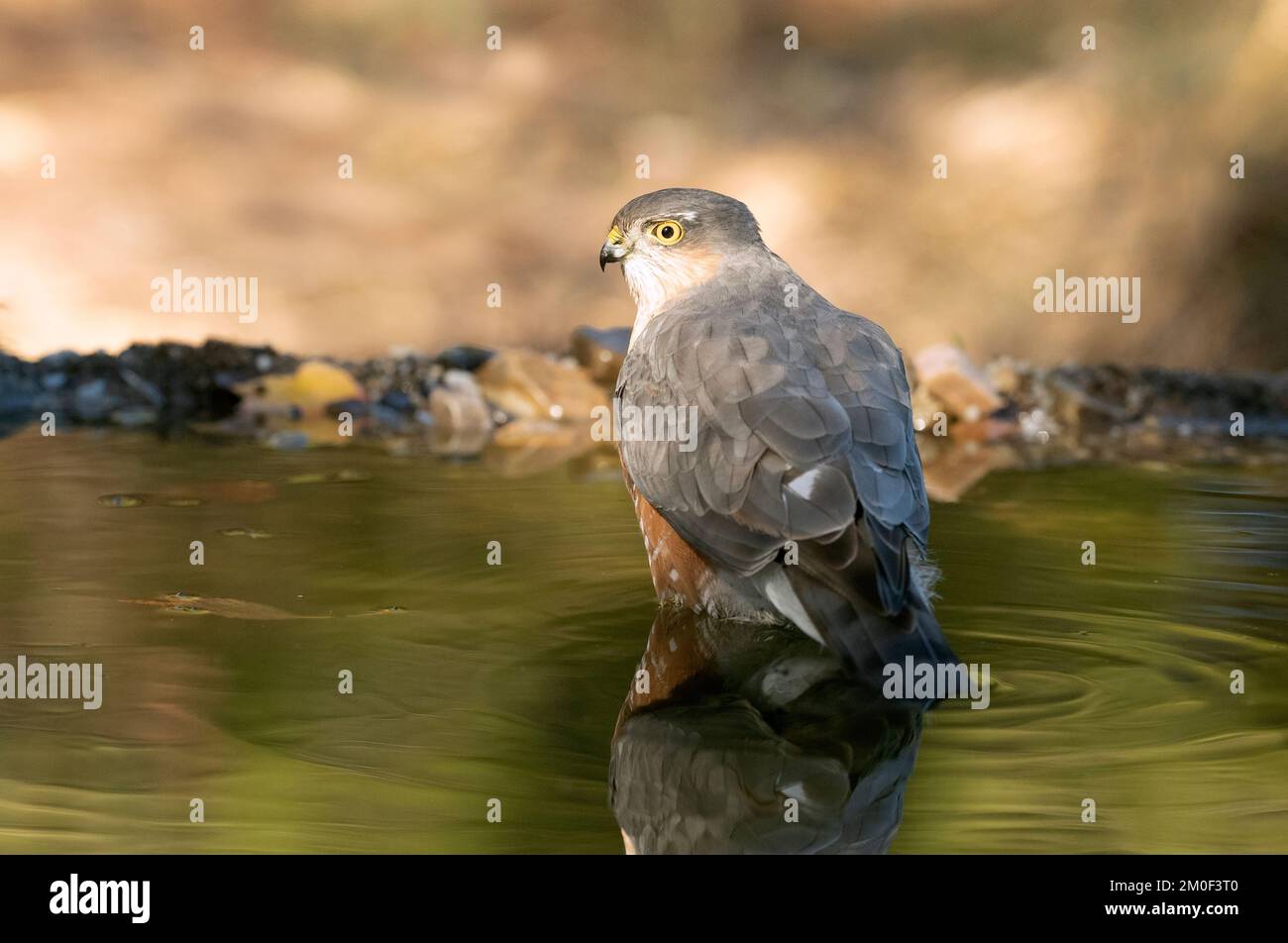 Adult male of Eurasian sparrow hawk at a natural water point within a ...