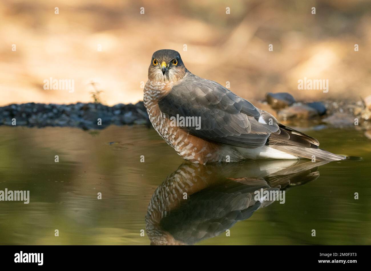 Adult male of Eurasian sparrow hawk at a natural water point within a ...