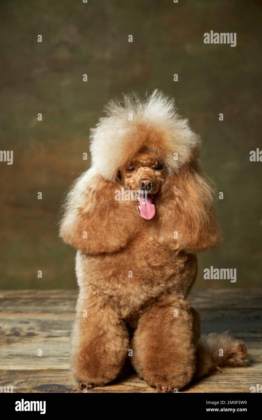 Portrait of cute, furry, purebred poodle posing, sitting and winking ...