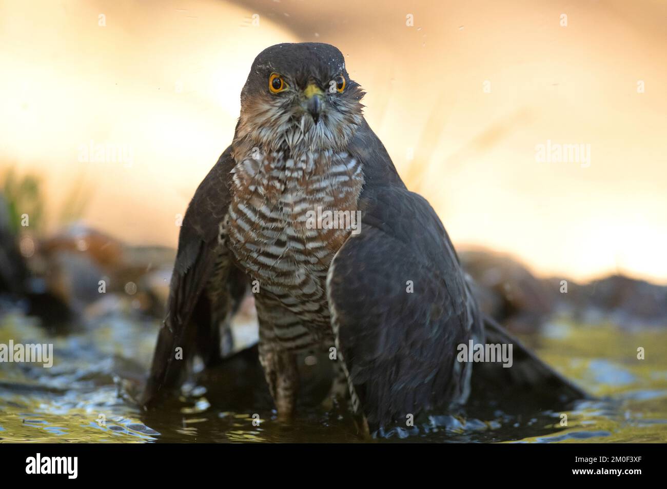 Portrait of adult male sparrow hawk hi-res stock photography and images ...