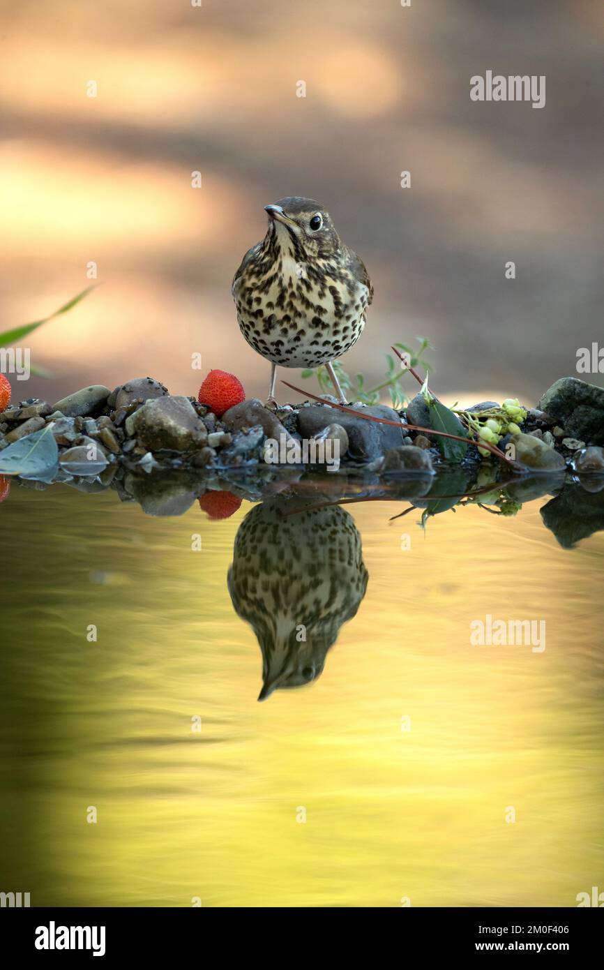Song thrush drinking natural hi-res stock photography and images - Alamy