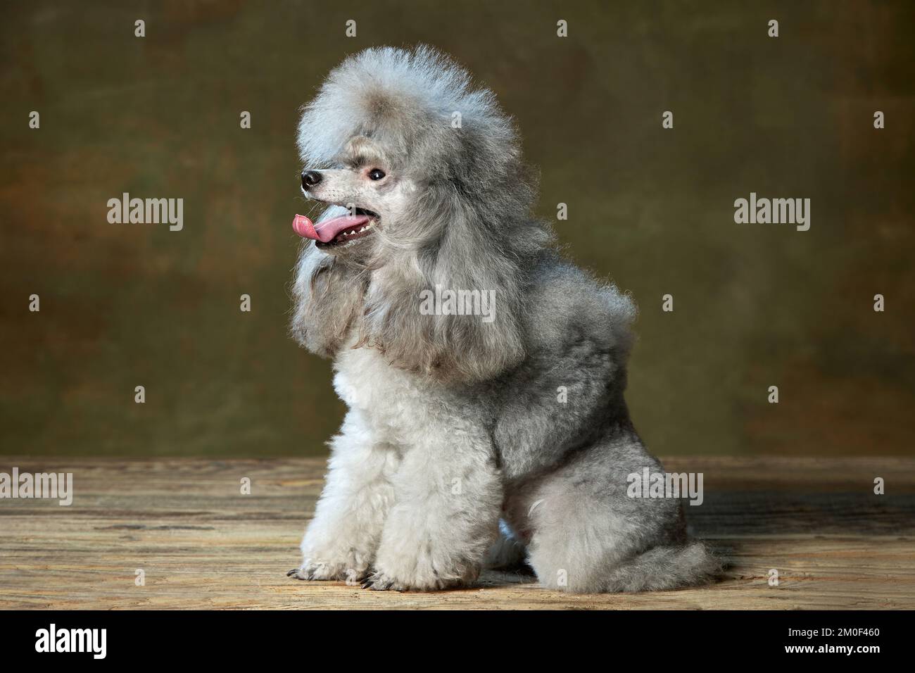 Portrait of adorable purebred poodle posing with tongue sticking out ...