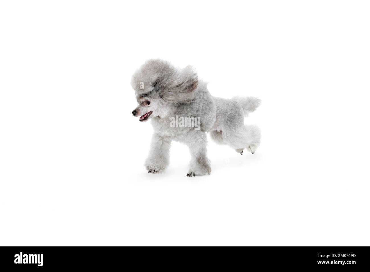Portrait of cute, grey, purebred poodle posing, running isolated over ...
