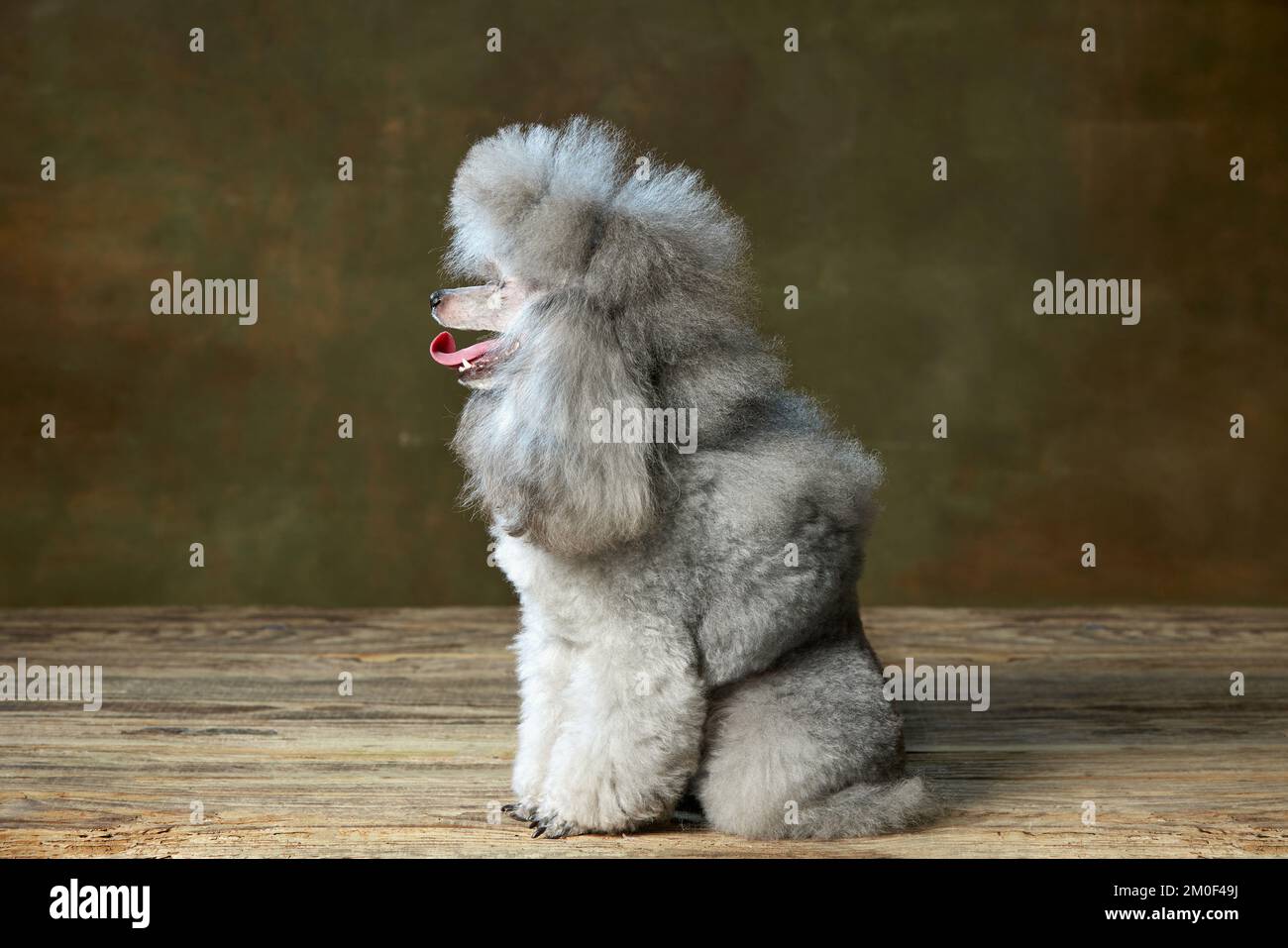 Portrait of adorable purebred poodle posing, calmly sitting isolated ...
