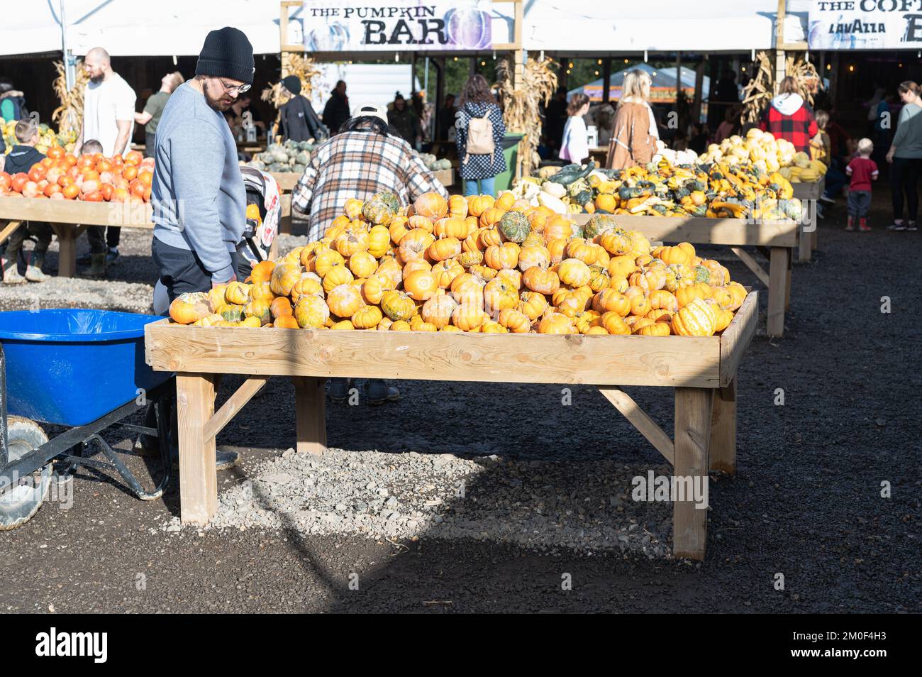 Crawley, United Kingdom - October 27 2022: Pick your own pumpkin stalls ...