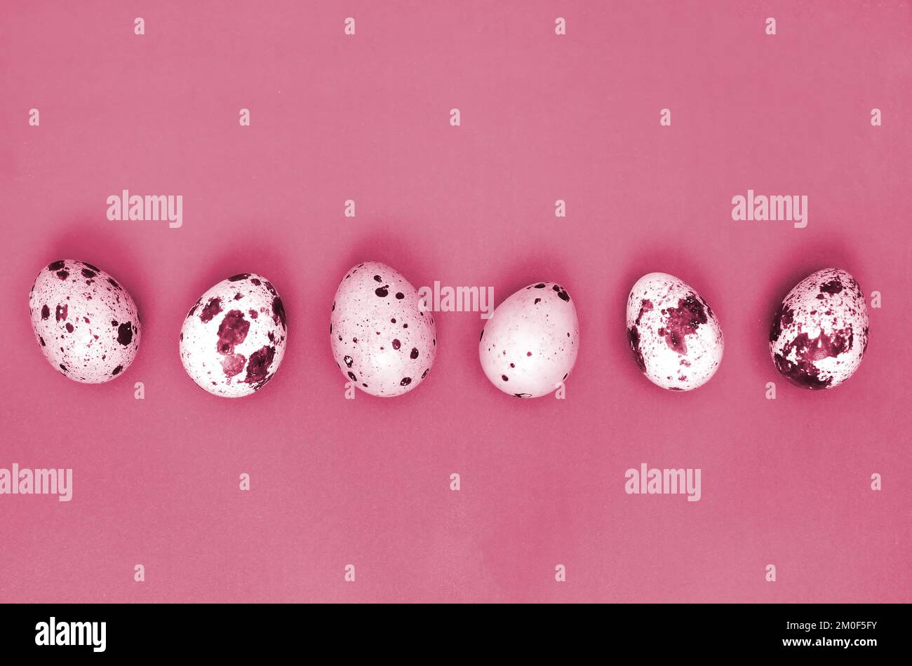 Quail eggs on tone surface, top view, empty place for text, recipe ...