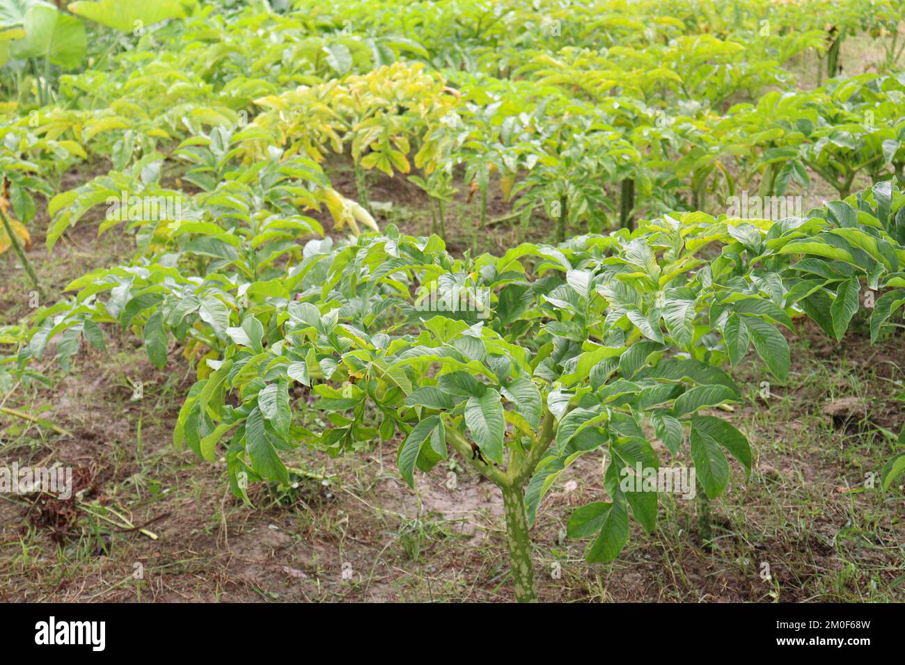 healthy and tasty taro tree stock with leaf on farm for harvest Stock ...