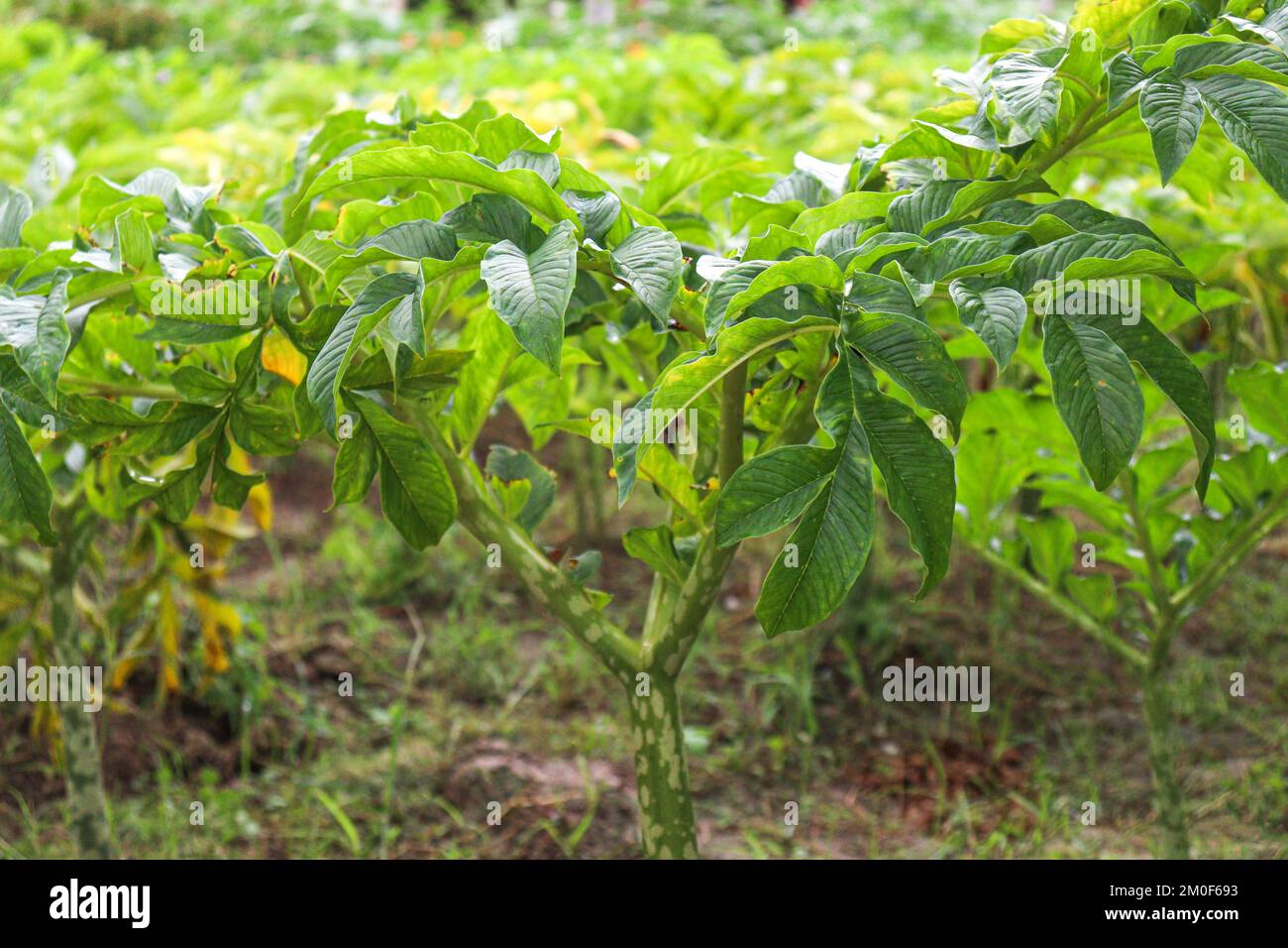 healthy and tasty taro tree stock with leaf on farm for harvest Stock ...