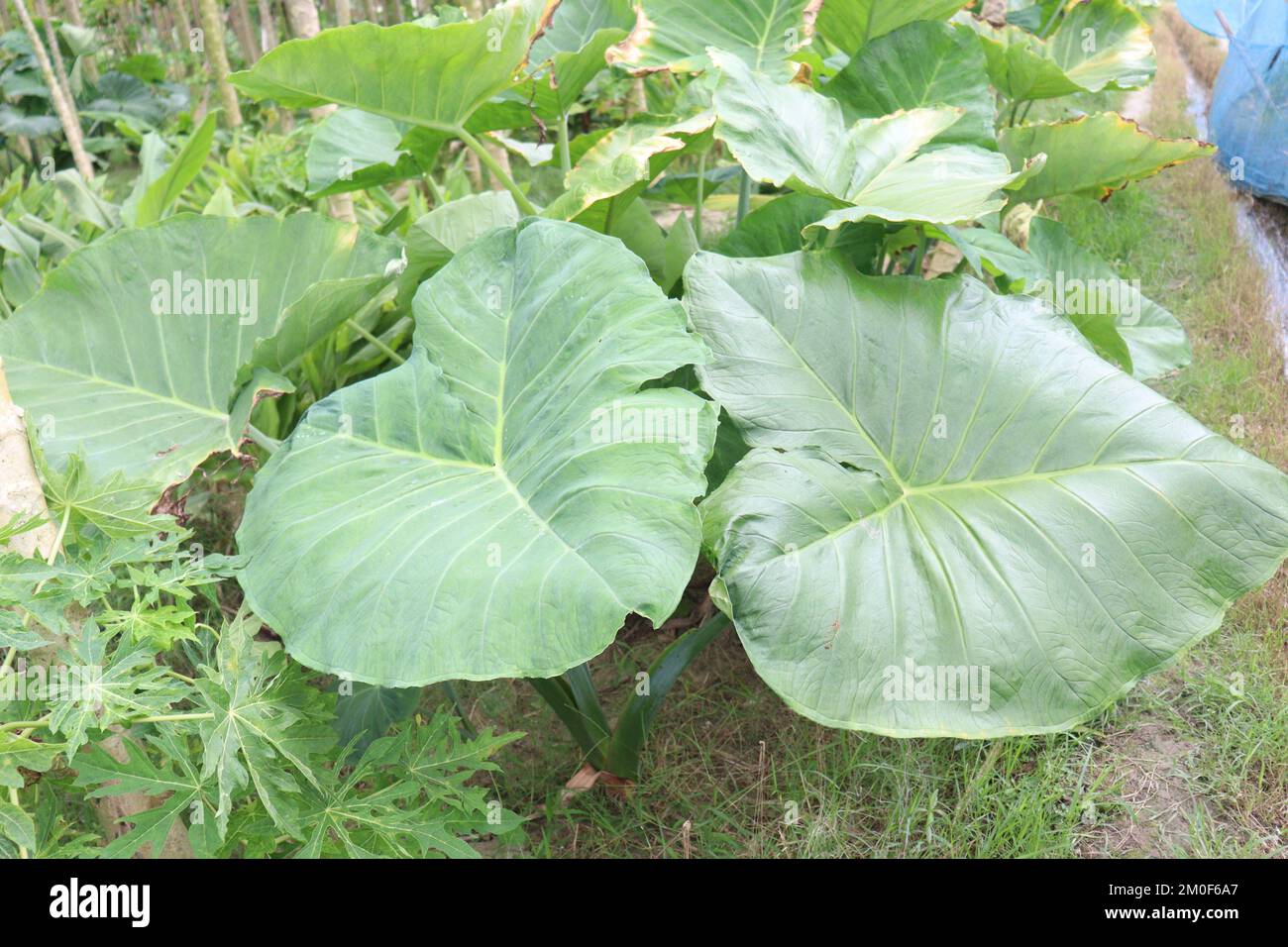healthy and tasty taro tree stock with leaf on farm for harvest Stock ...