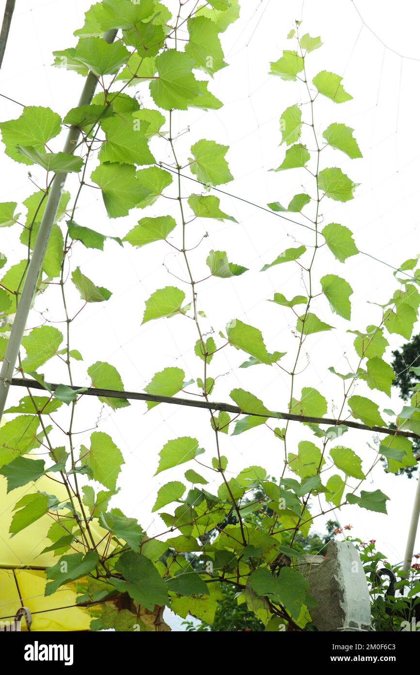 green colored grape tree stock on farm for harvest and sell Stock Photo ...