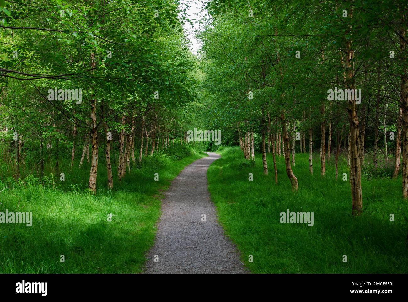 Tree- lined forest path near the river Lagan in Belfast Northern ...