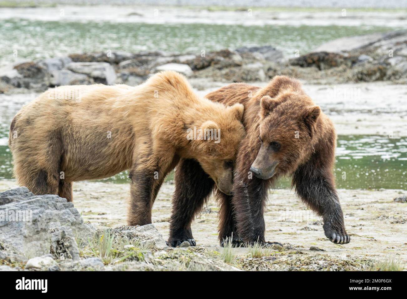 A cute nuzzle between siblings. Alaska, USA: THESE IMAGES show two ...