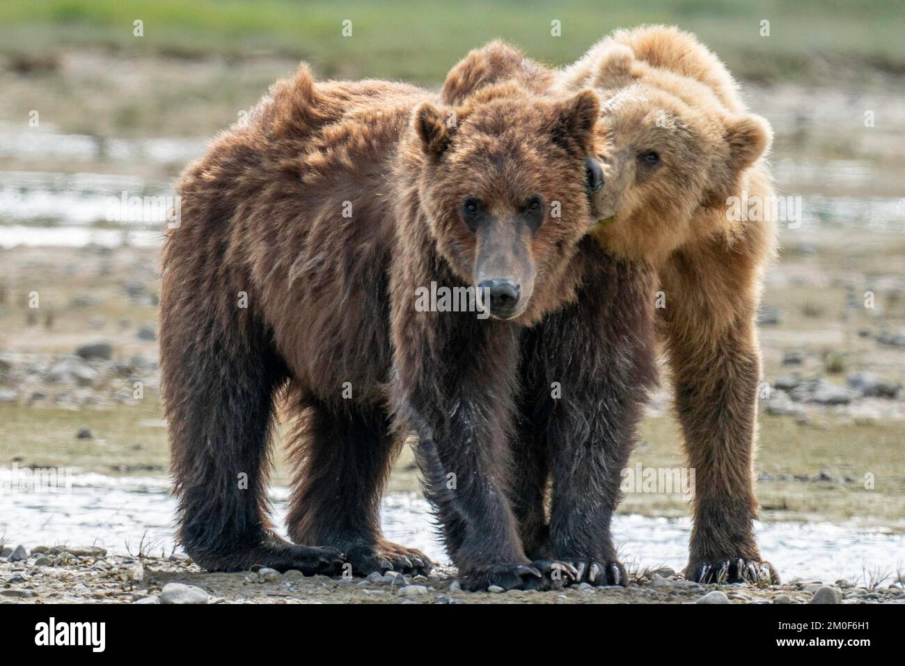 A loving sniff. Alaska, USA: THESE IMAGES show two adult bears ...