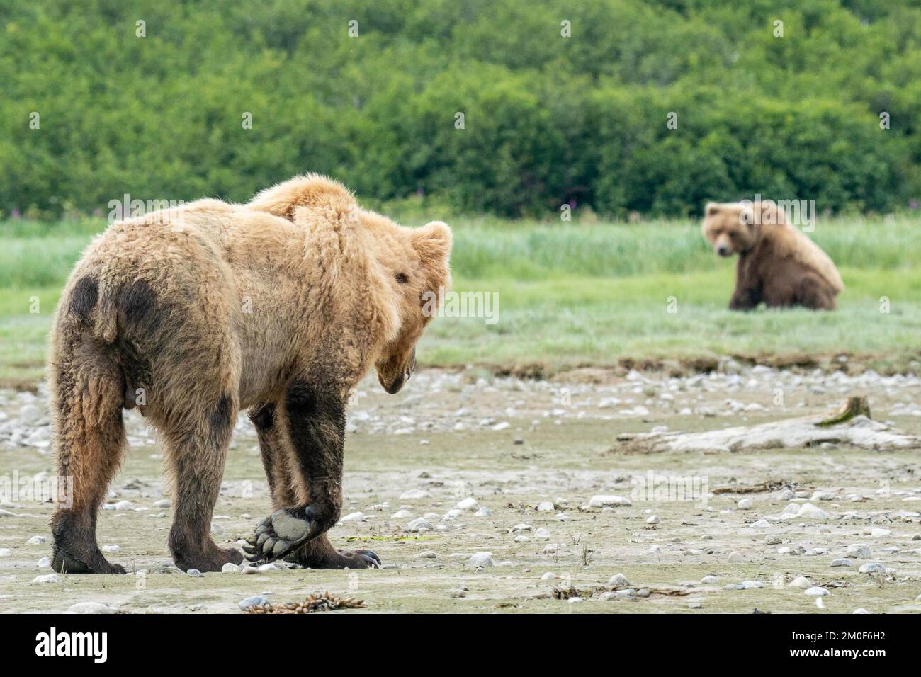 This young bear spots his sibling. Alaska, USA: THESE IMAGES show two ...