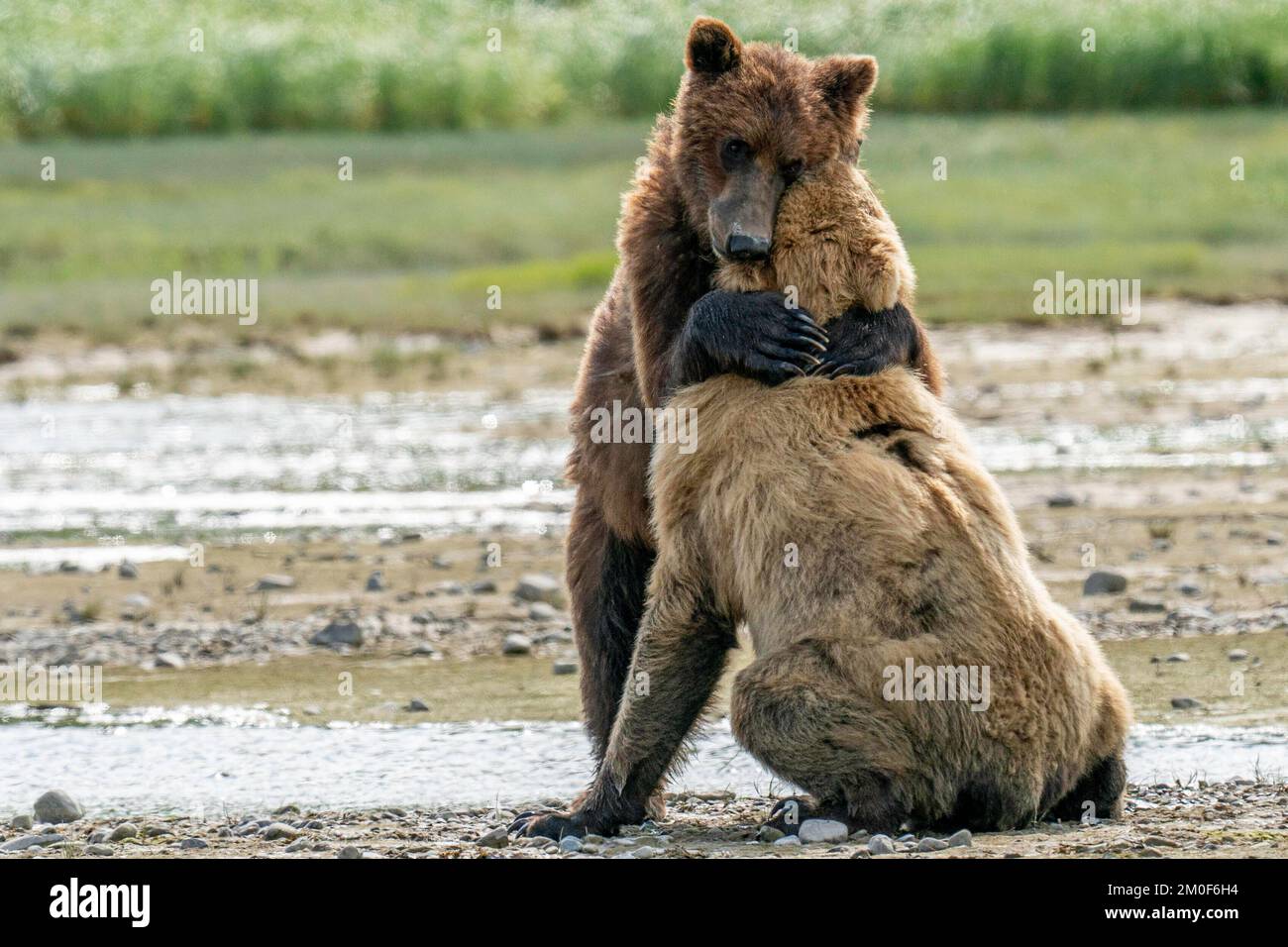 A loving reunion. Alaska, USA: THESE IMAGES show two adult bears wrestling and making friends at ...