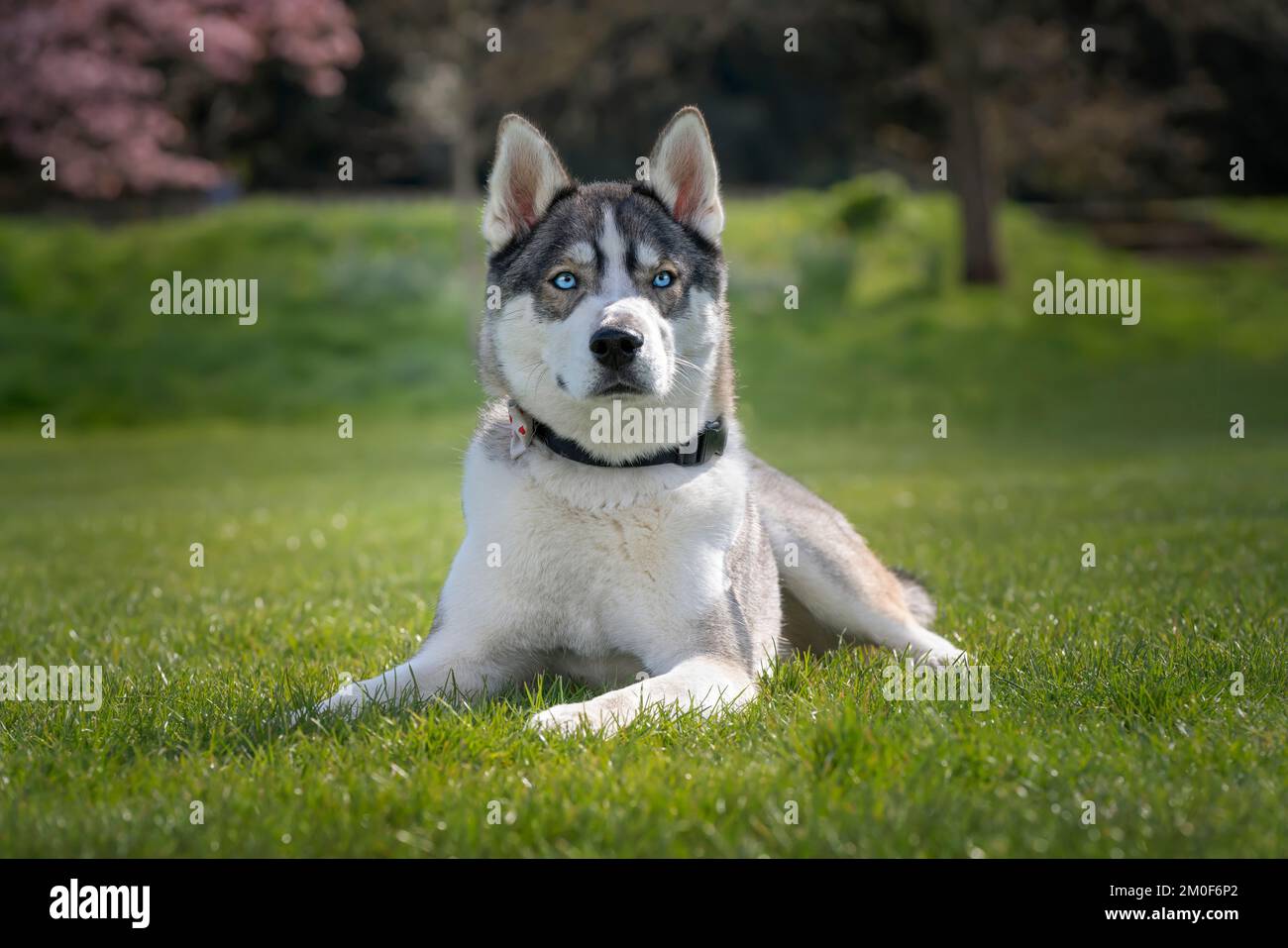 Husky puppy laying down hi-res stock photography and images - Alamy