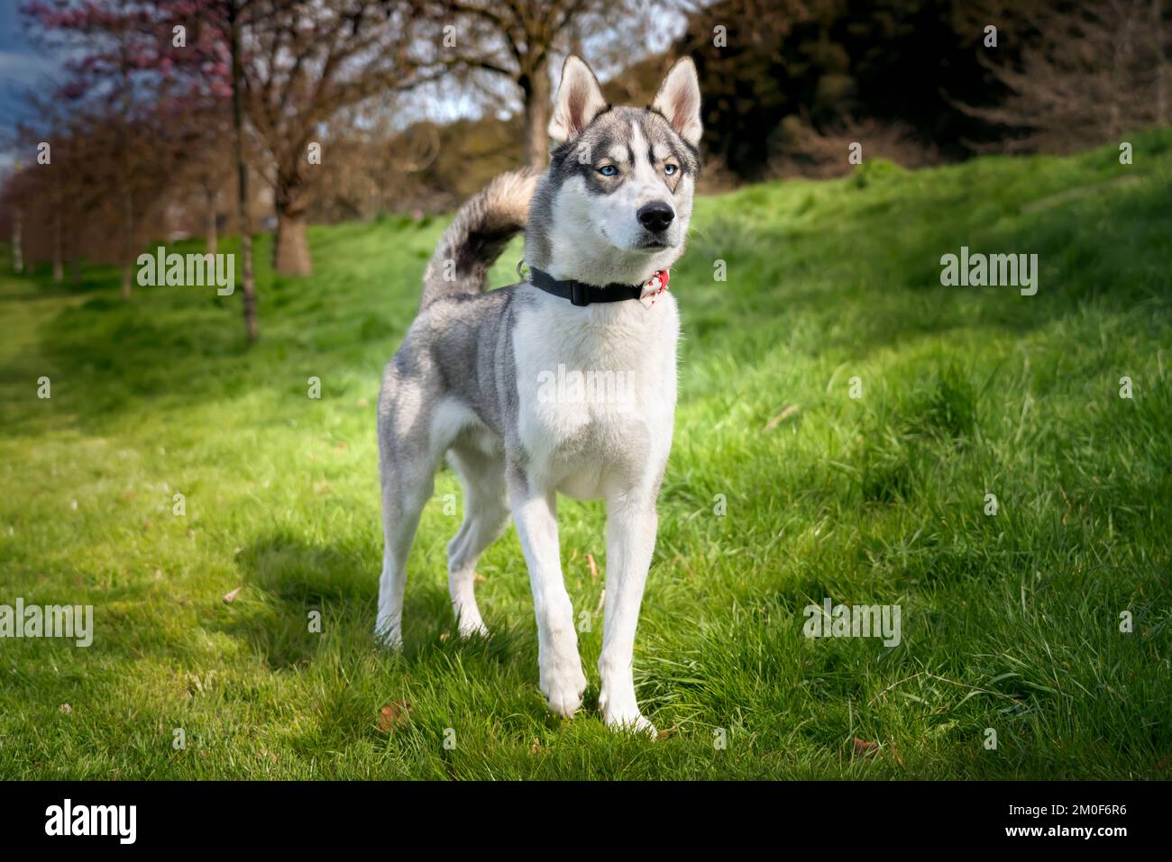 Siberian Husky with blue eyes standing and looking ahead in a park in ...