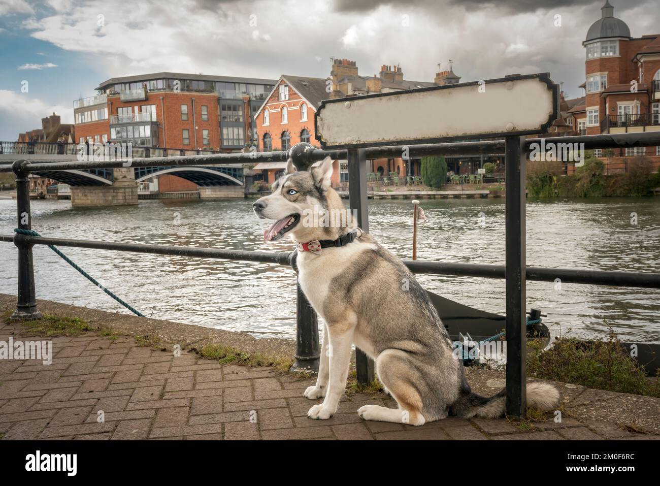 Siberian Husky sat by the river with blank whitespace name plate that ...