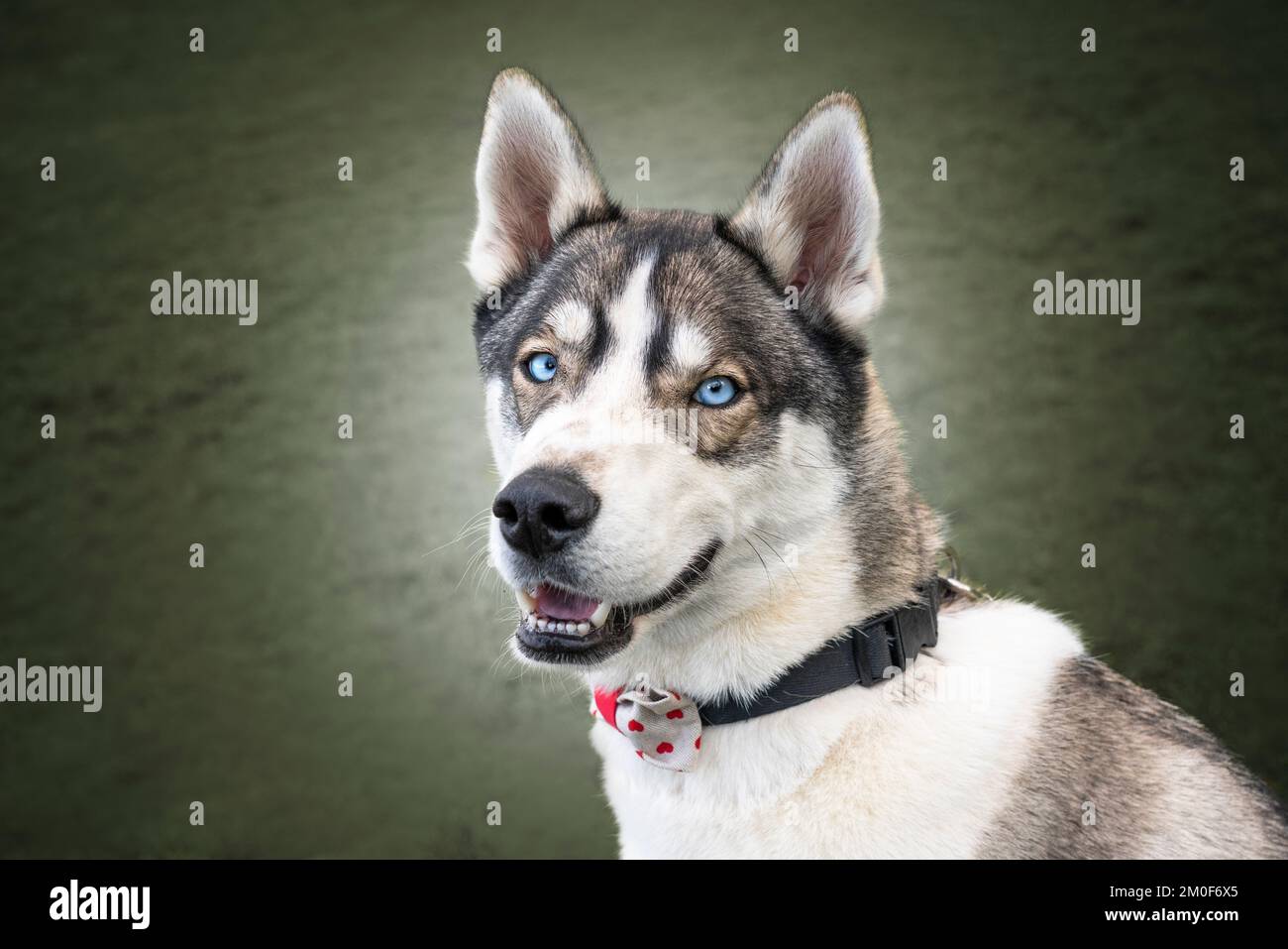 Siberian Husky with blue eyes sat looking directly at the camera in a ...