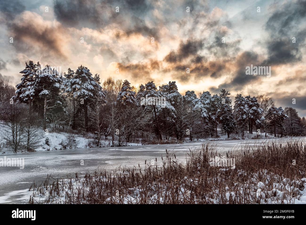 winter trees frozen dry nature background Stock Photo - Alamy
