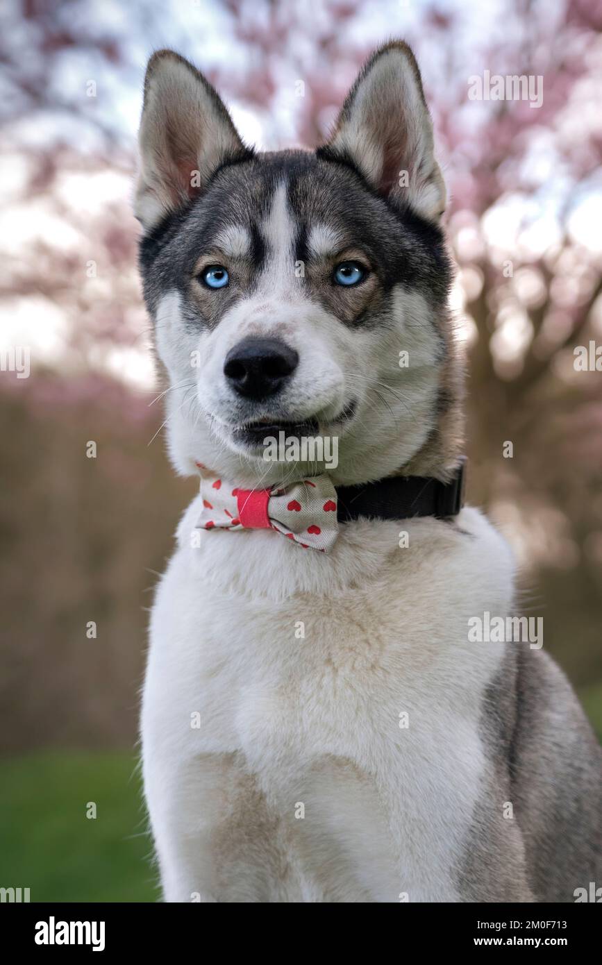 Solid Black Husky With Blue Eyes