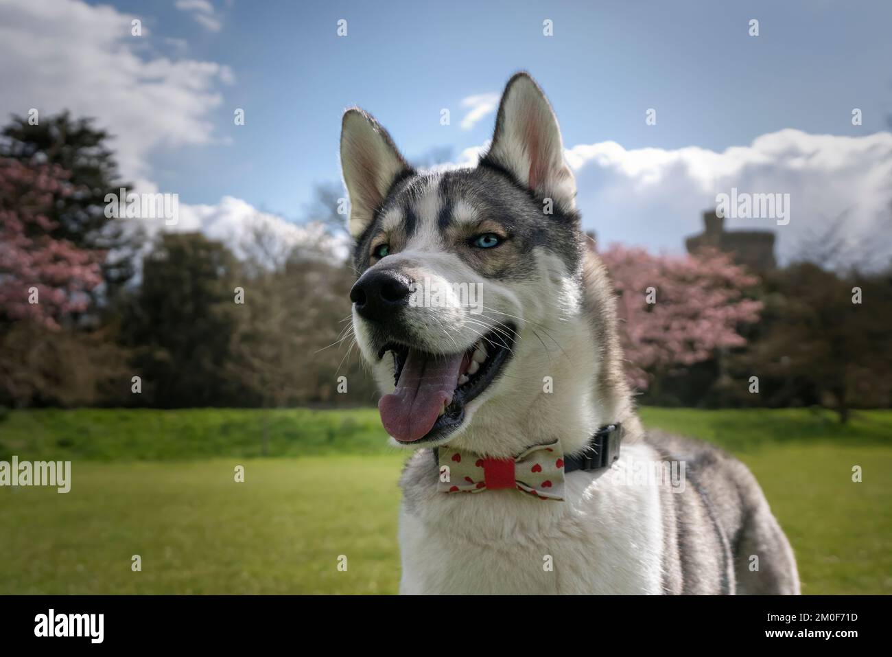 Siberian Husky with blue eyes with spring blossom all around Stock ...