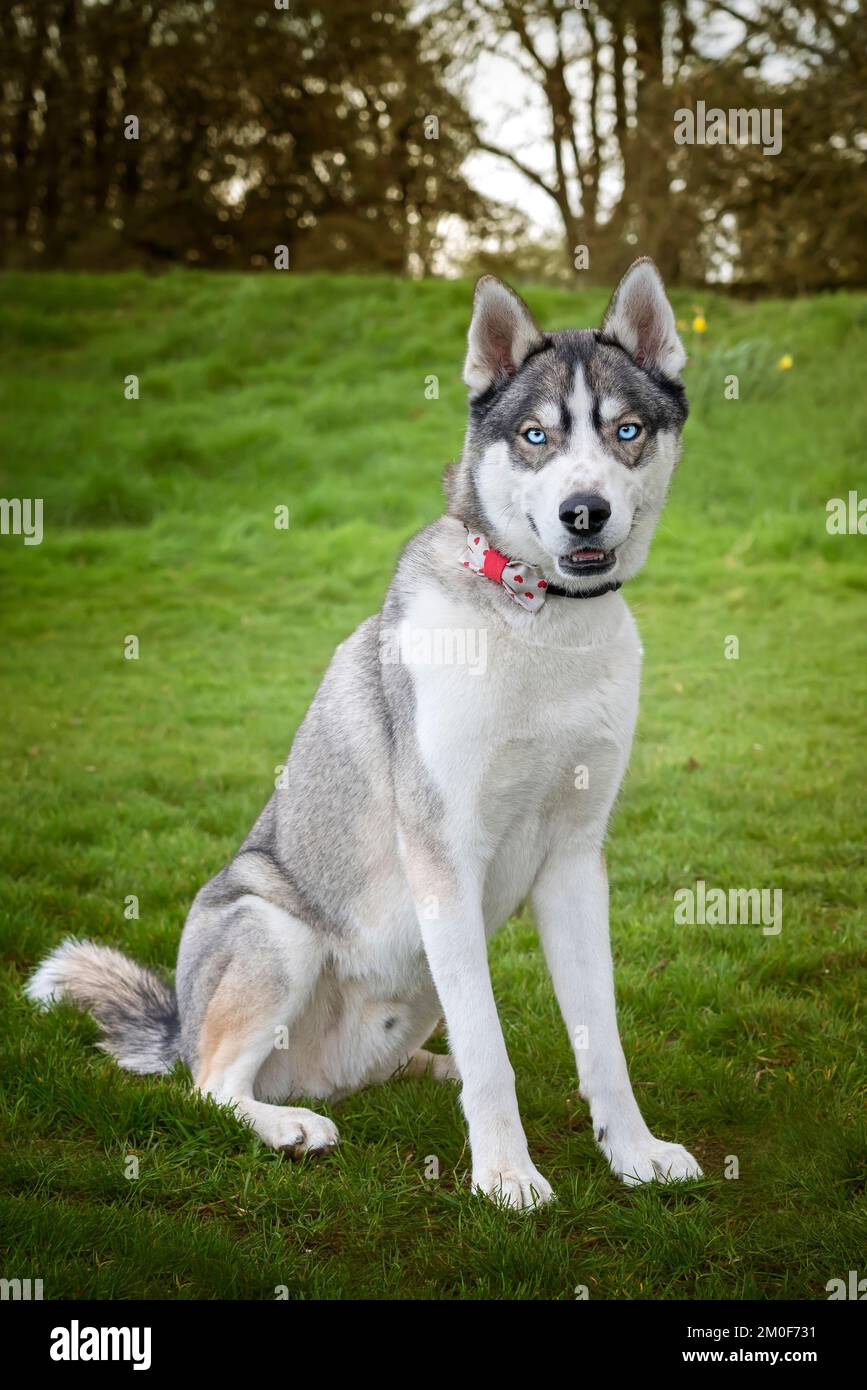 Wolf sat in grass hi-res stock photography and images - Alamy