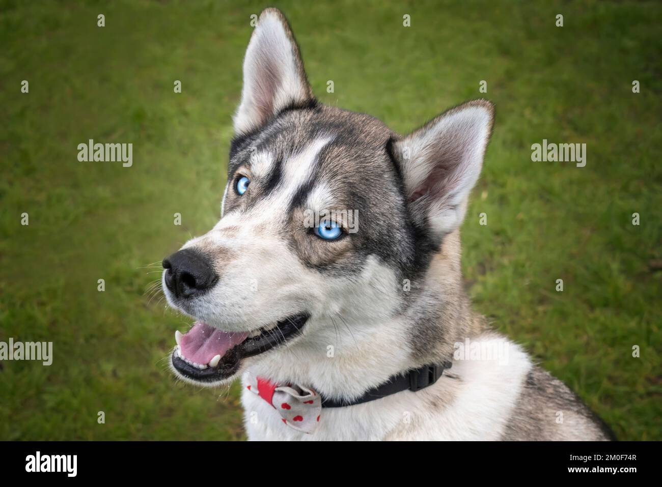 Siberian Husky with blue eyes looking directly at the camera with a ...