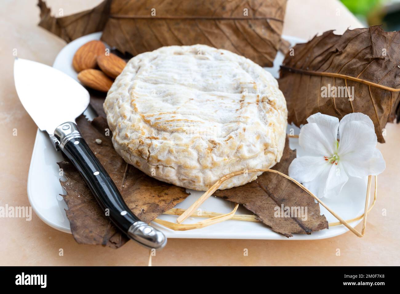 French mountains cheese banon made in Alpes-de-haute-provence wrapped ...