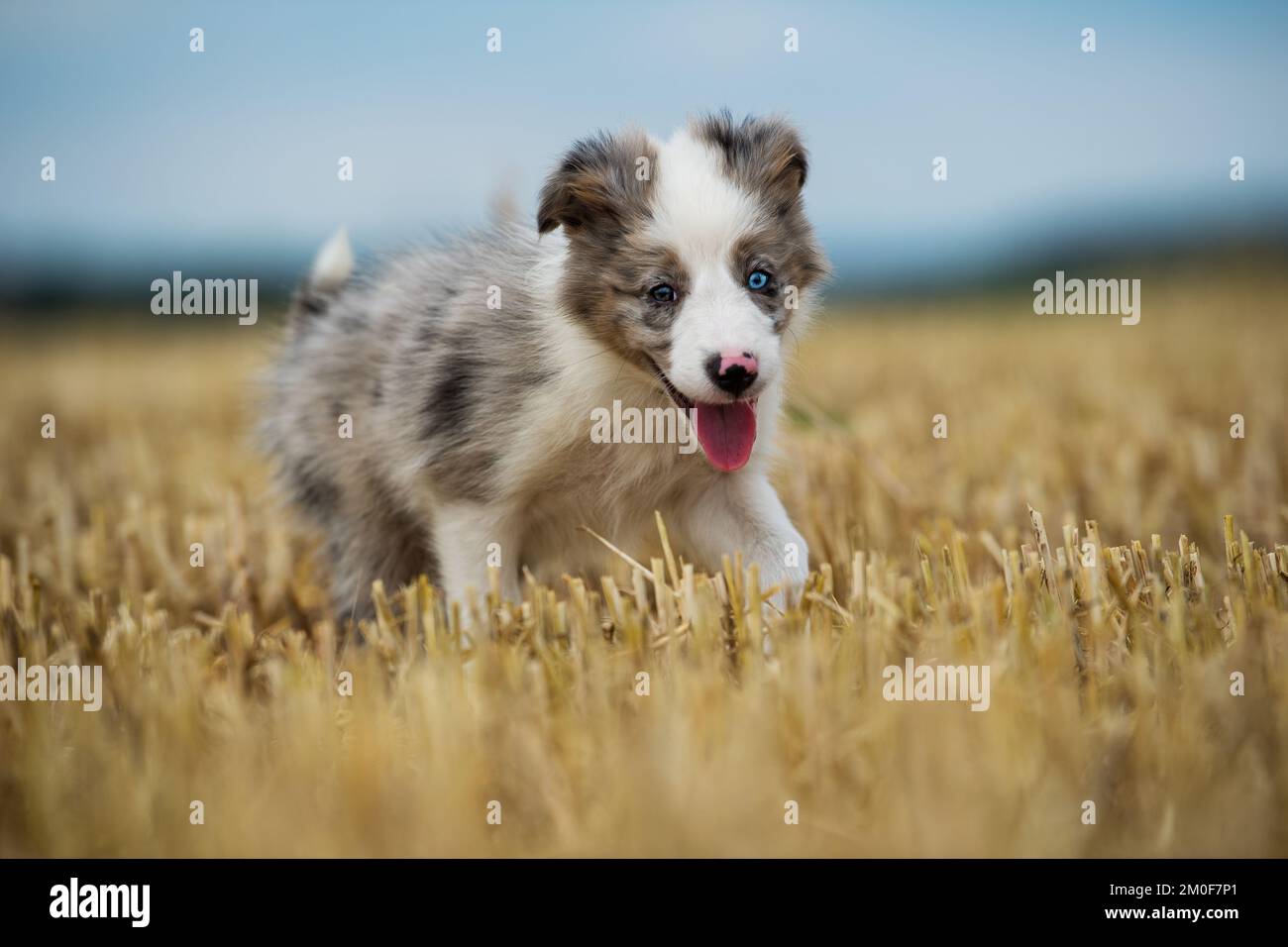 Border collie puppy in a stubblefield Stock Photo - Alamy