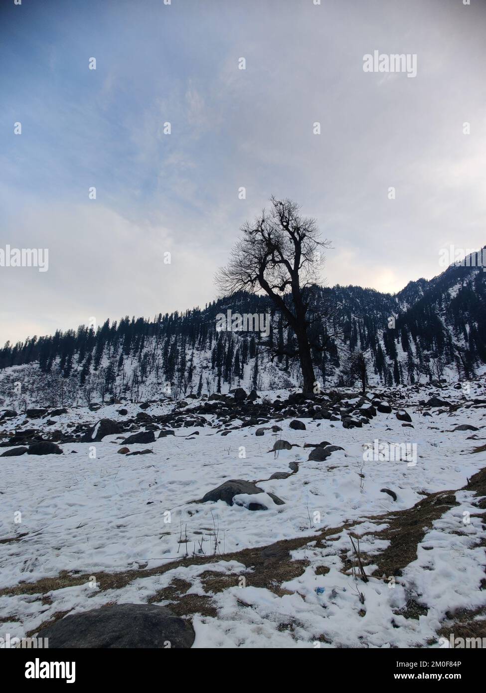 A vertical shot of beautiful evergreen trees near the snowy Himalaya ...