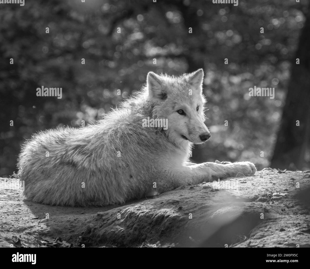 A grayscale of an Arctic wolf sitting and looking on the side on an ...