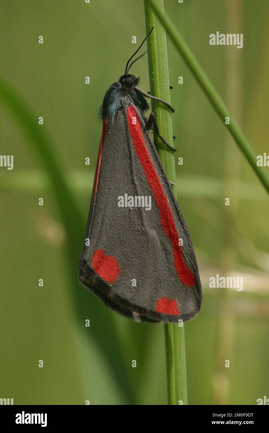 Cinnabar moth (Tyria jacobaeae, Thyria jacobaeae, Hipocrita jacobaeae ...