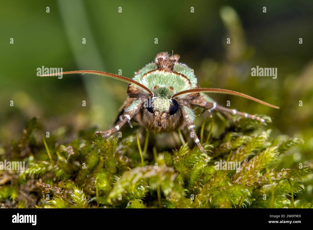 noctuid moth (Staurophora celsia), portrait, Germany Stock Photo - Alamy