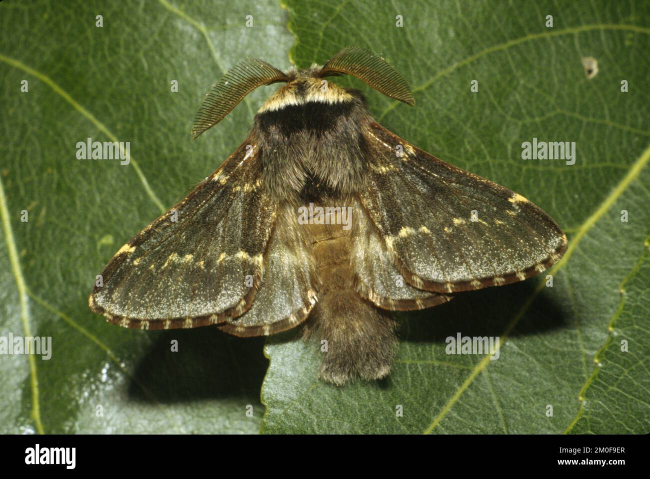 December moth hi-res stock photography and images - Alamy