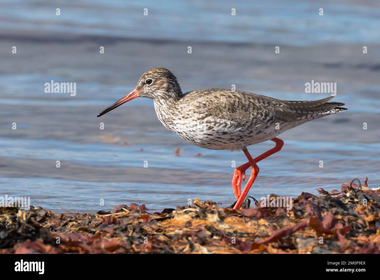 common redshank (Tringa totanus), walking over dried marine algae, side ...