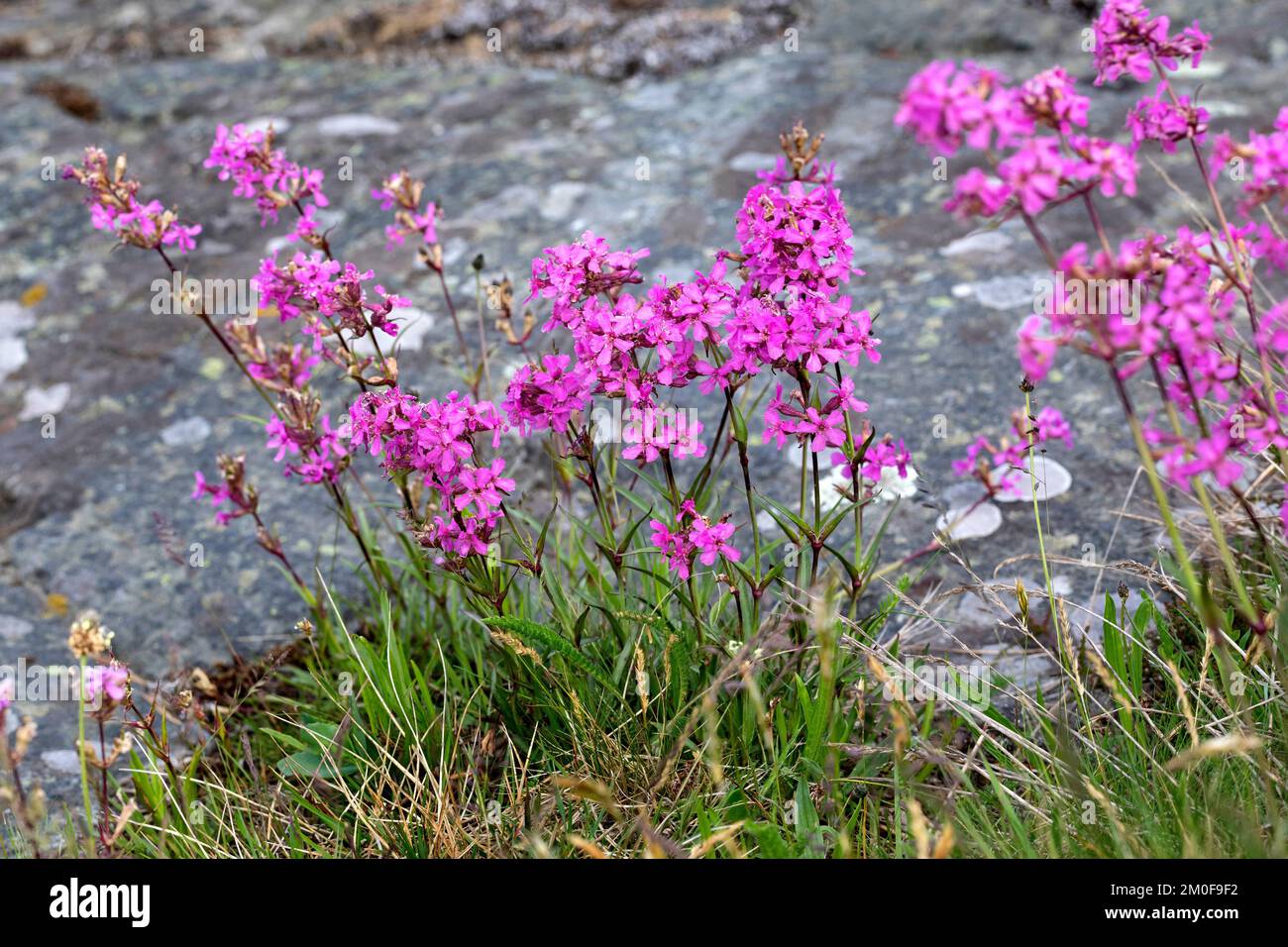 German catchfly, sticky catchfly (Lychnis viscaria, Silene viscaria ...