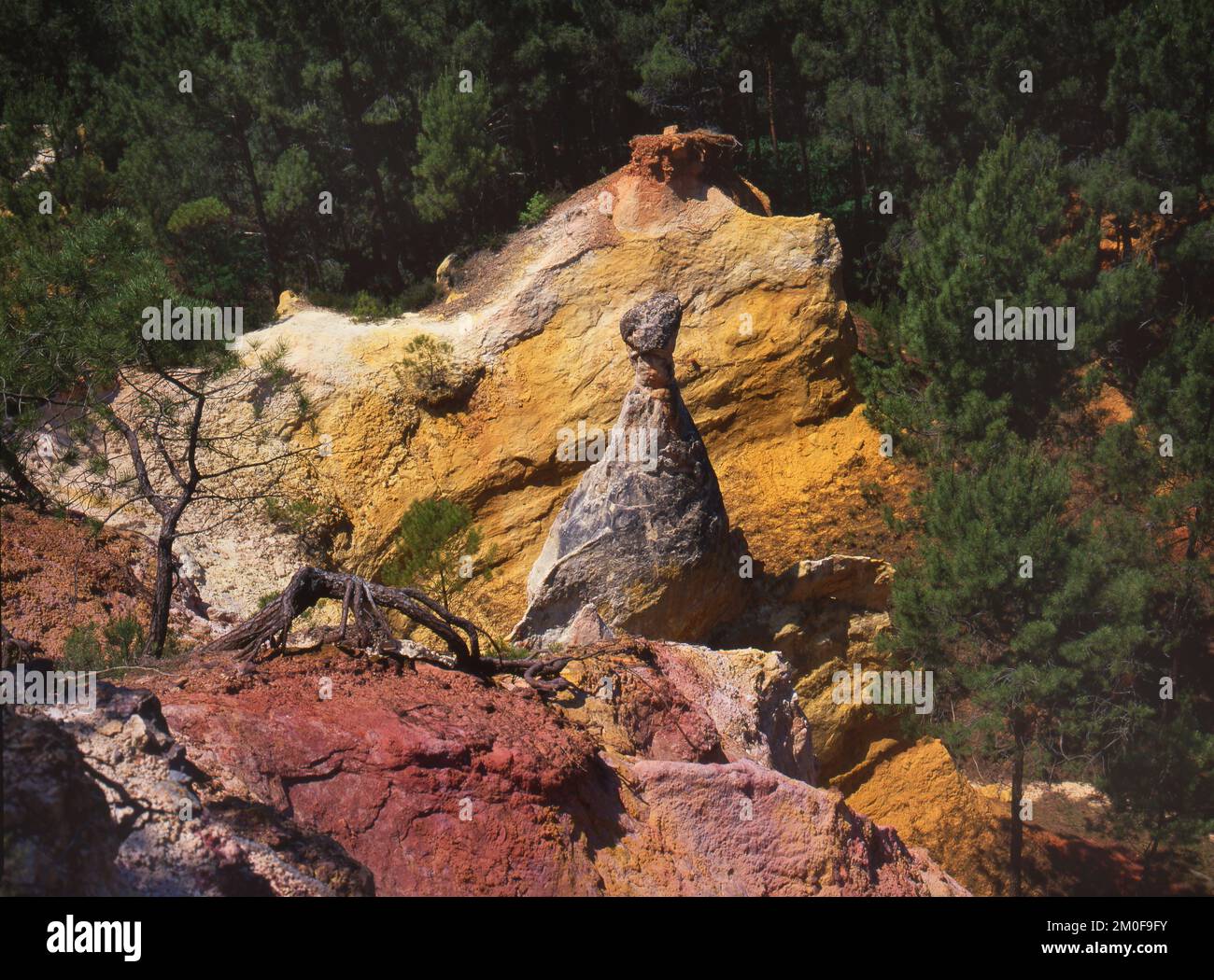 Ochre tree hi-res stock photography and images - Alamy
