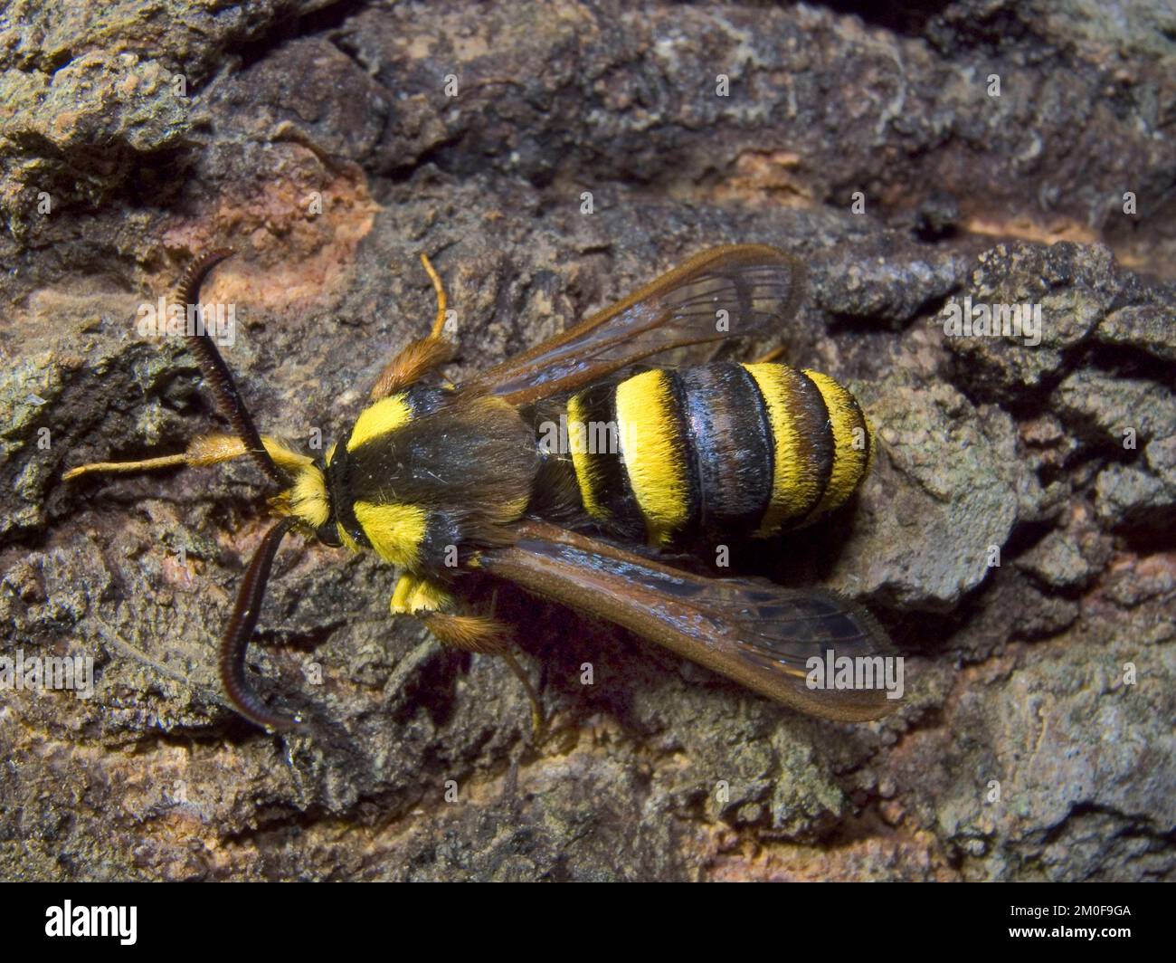 Poplar hornet clearwing, Hornet moth (Aegeria apiformis, Sesia ...