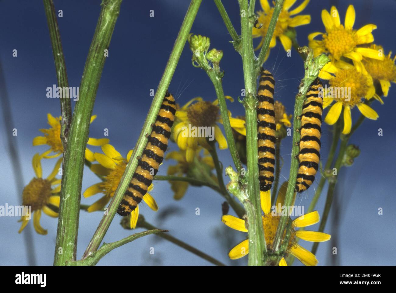 Cinnabar moth (Tyria jacobaeae, Thyria jacobaeae, Hipocrita jacobaeae ...