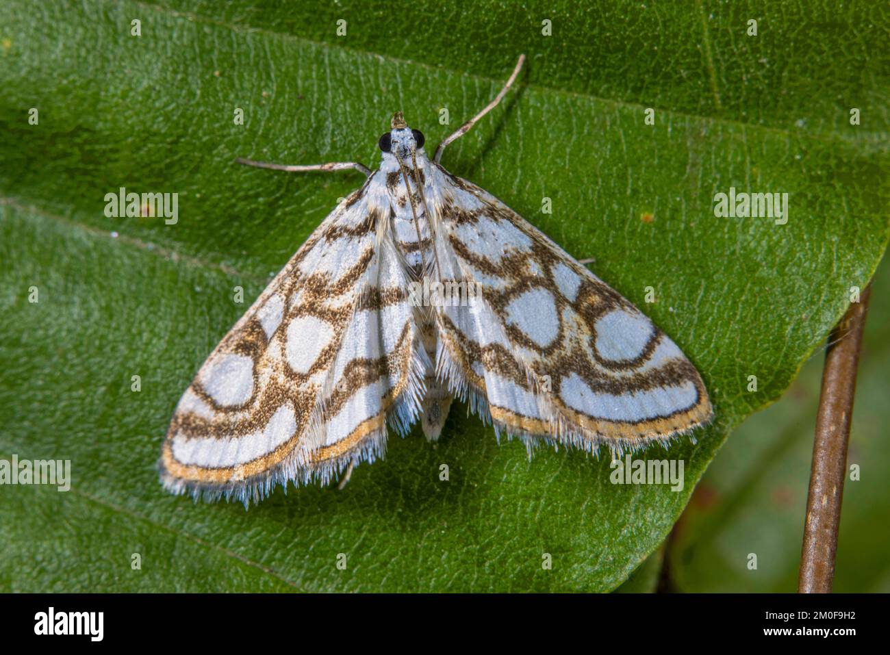beautiful china-mark (Nymphula nitidulata, Nymphula stagnata), sits on ...