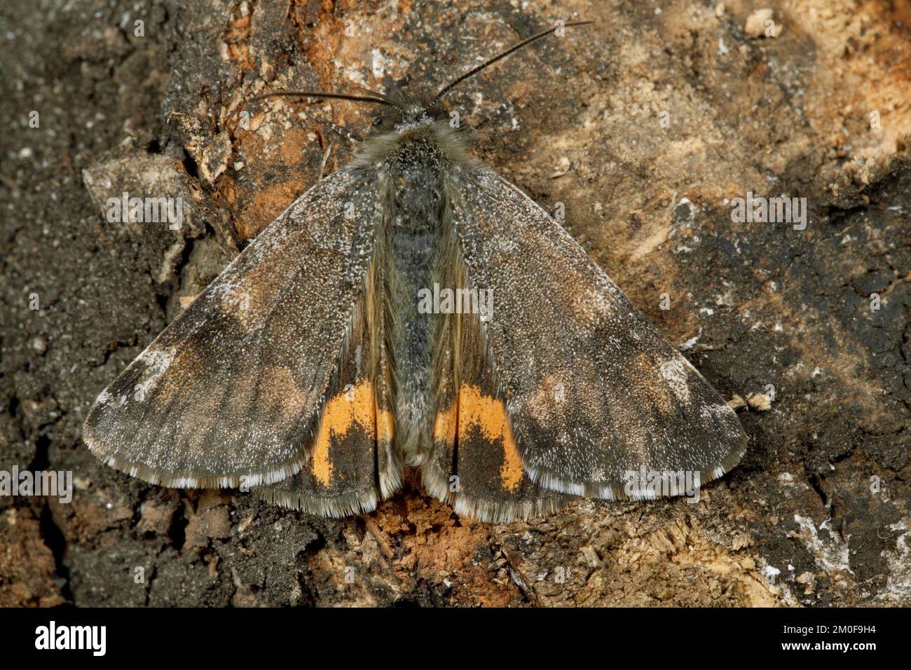 Orange underwing moth (Archiearis parthenias, Brephos parthenias), sits ...
