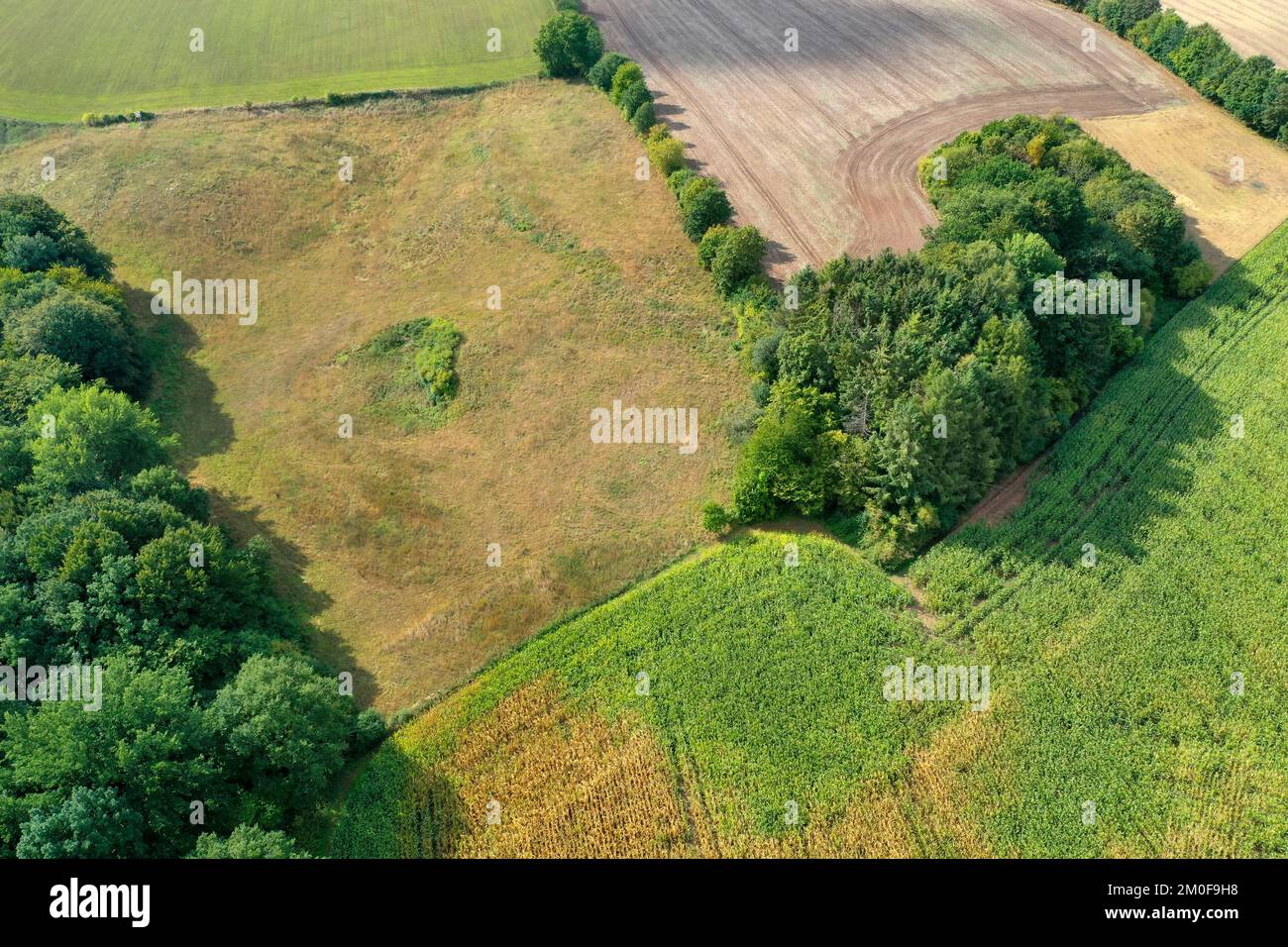 fields, meadows and hedges in summer, aerial view, Germany, Schleswig ...